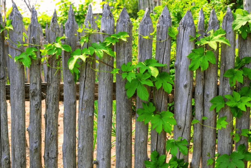 101+ mẫu hàng rào đẹp nhất hiện nay cho biệt thự và nhà riêng